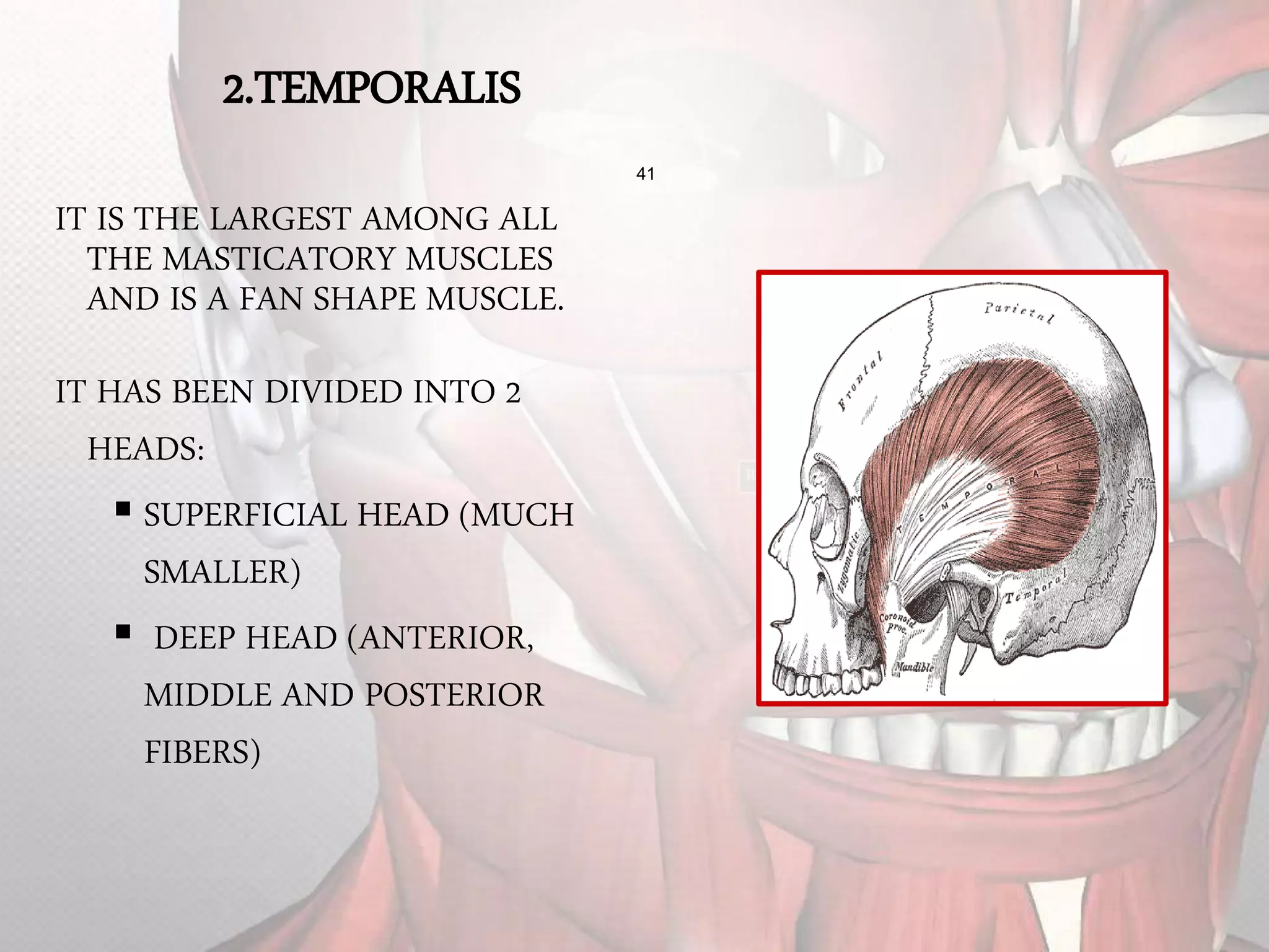 muscles of mastication | PPTX