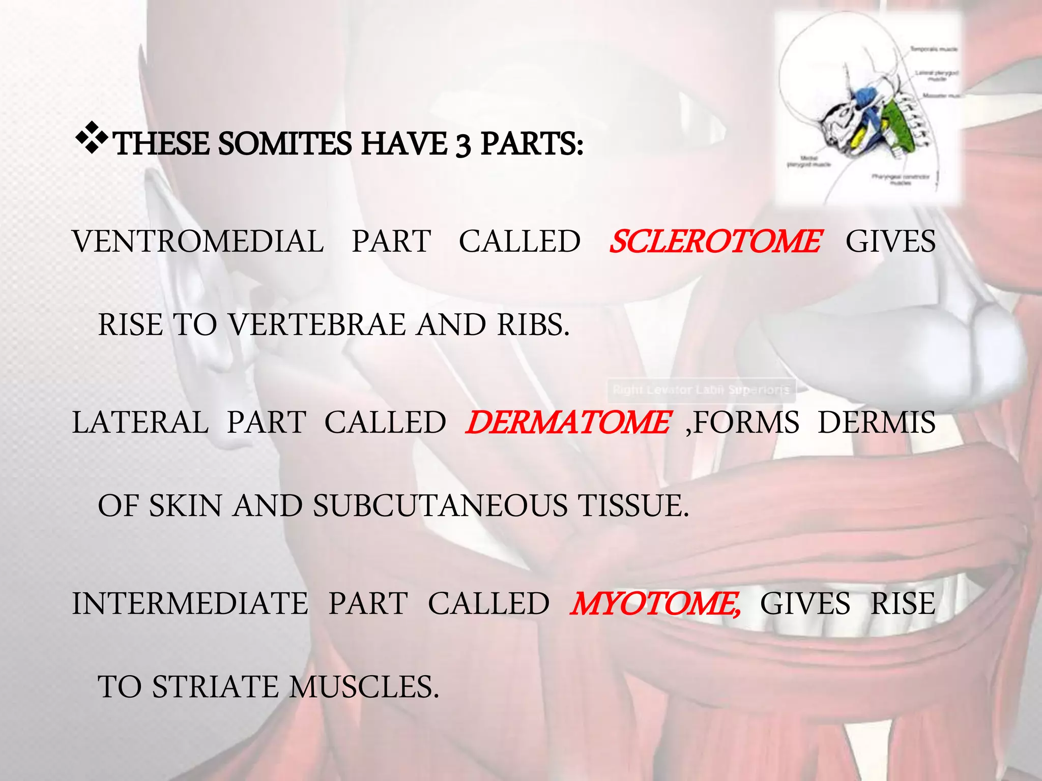 muscles of mastication | PPTX