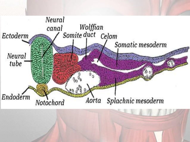 muscles of mastication | PPT