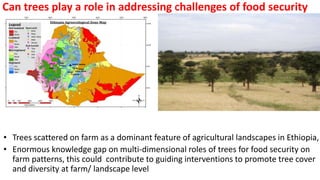 Enhancing food security through agroforestry practices: Key lessons ...