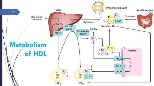 Lipoprotein metabolism
