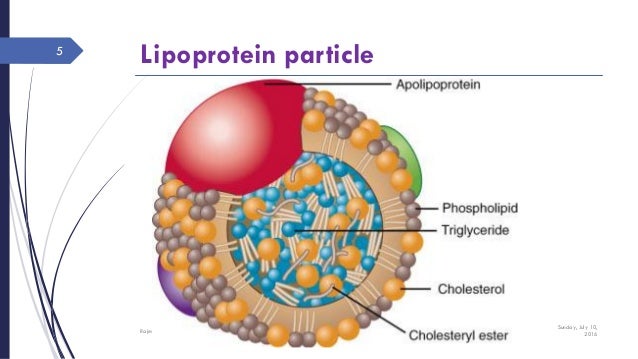 Lipoprotein metabolism