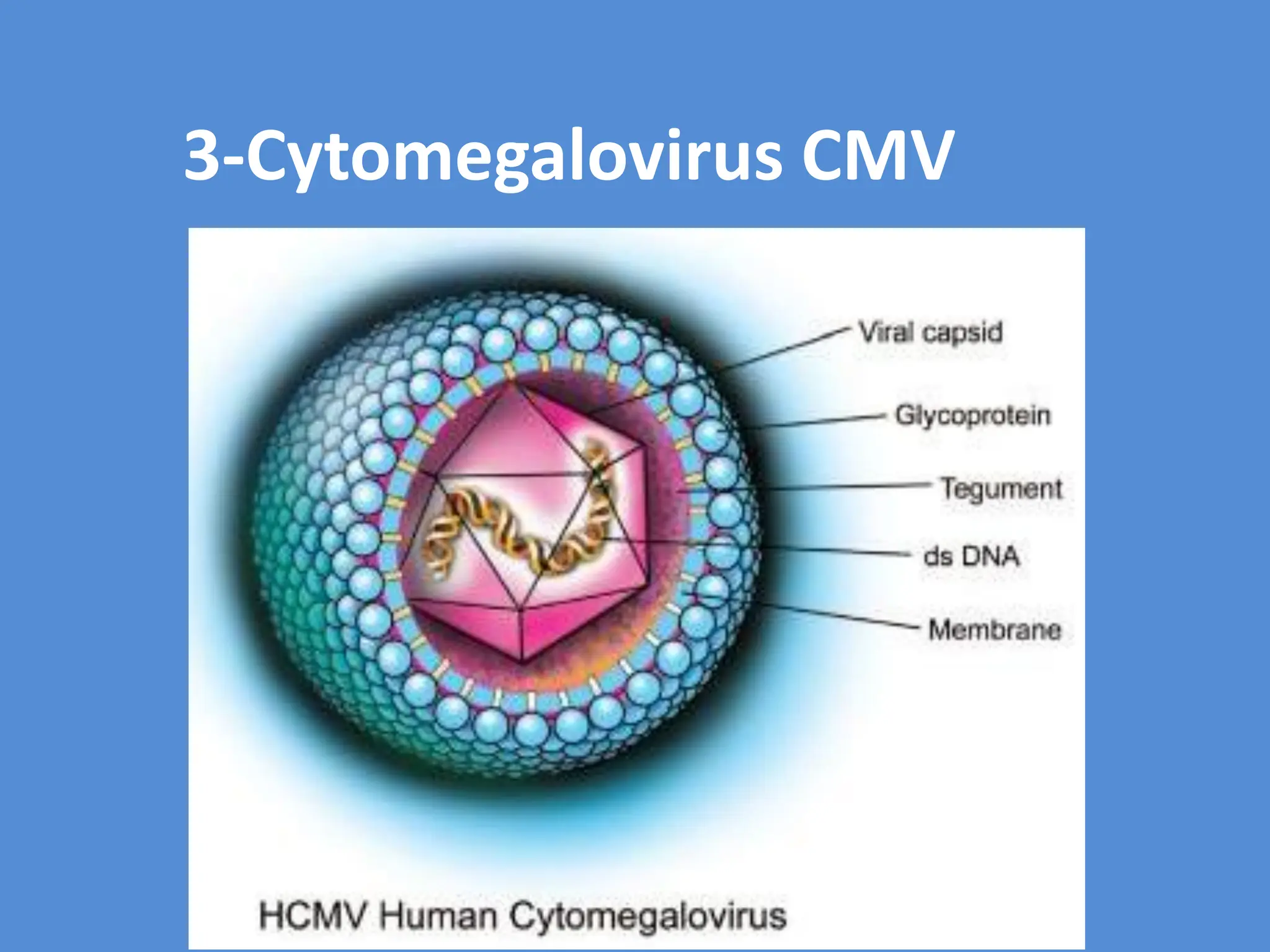cytomegalovirus lifecycle transmission how cause the disease | PDF