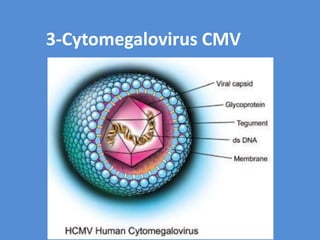 cytomegalovirus lifecycle transmission how cause the disease | PPT