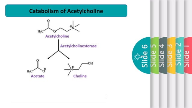 Biosynthesis and catabolism of acetylcholine by Dheeraj garg | PPSX