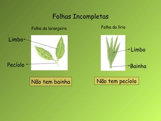 Cn6 1 morfologia das plantas com flor | PPT