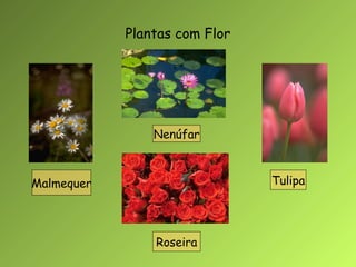 Cn6 1 morfologia das plantas com flor | PPT