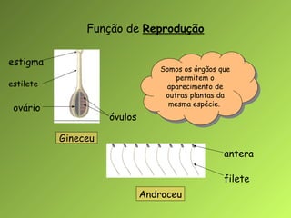 Cn6 1 morfologia das plantas com flor | PPT