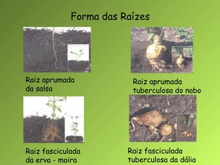 Cn6 1 morfologia das plantas com flor | PPT