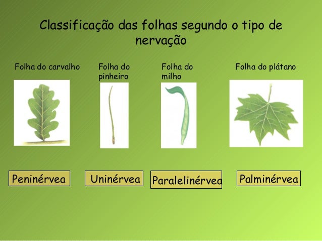 Cn6 1 morfologia das plantas com flor