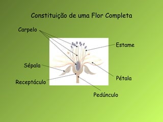 Cn6 1 morfologia das plantas com flor | PPT