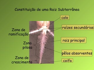 Cn6 1 morfologia das plantas com flor | PPT