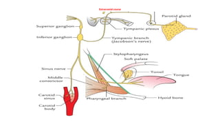 CN 9,10,11,12 ANATOMY AND FUNCTION nerves .pptx