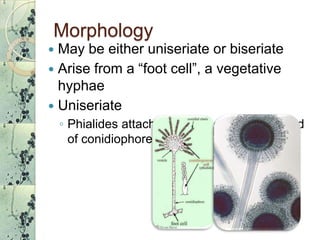 Cnadida albicans and aspergillus species | PPTX