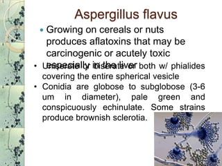 Cnadida albicans and aspergillus species | PPTX