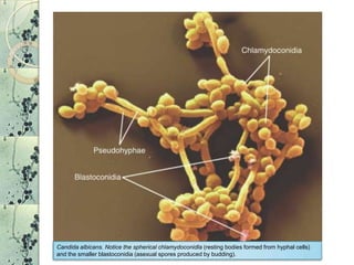 Cnadida albicans and aspergillus species | PPTX