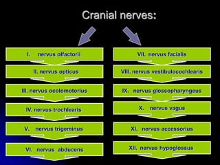 CNS and PNS | PPT