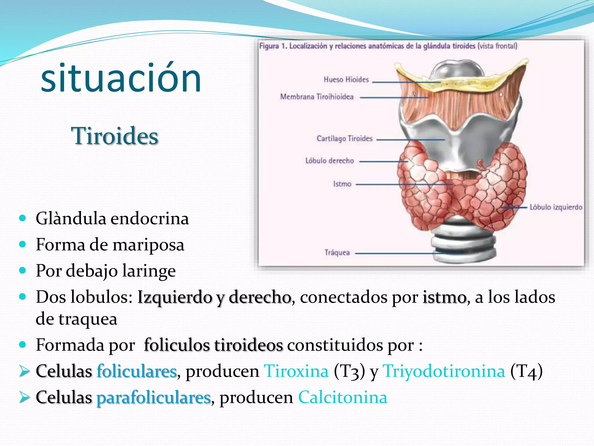 CÁNCER DE TIROIDES | PPTX