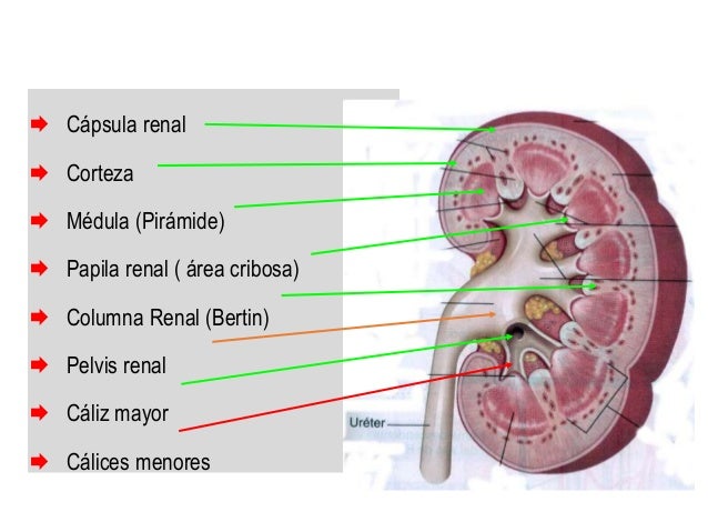 Cáncer renal