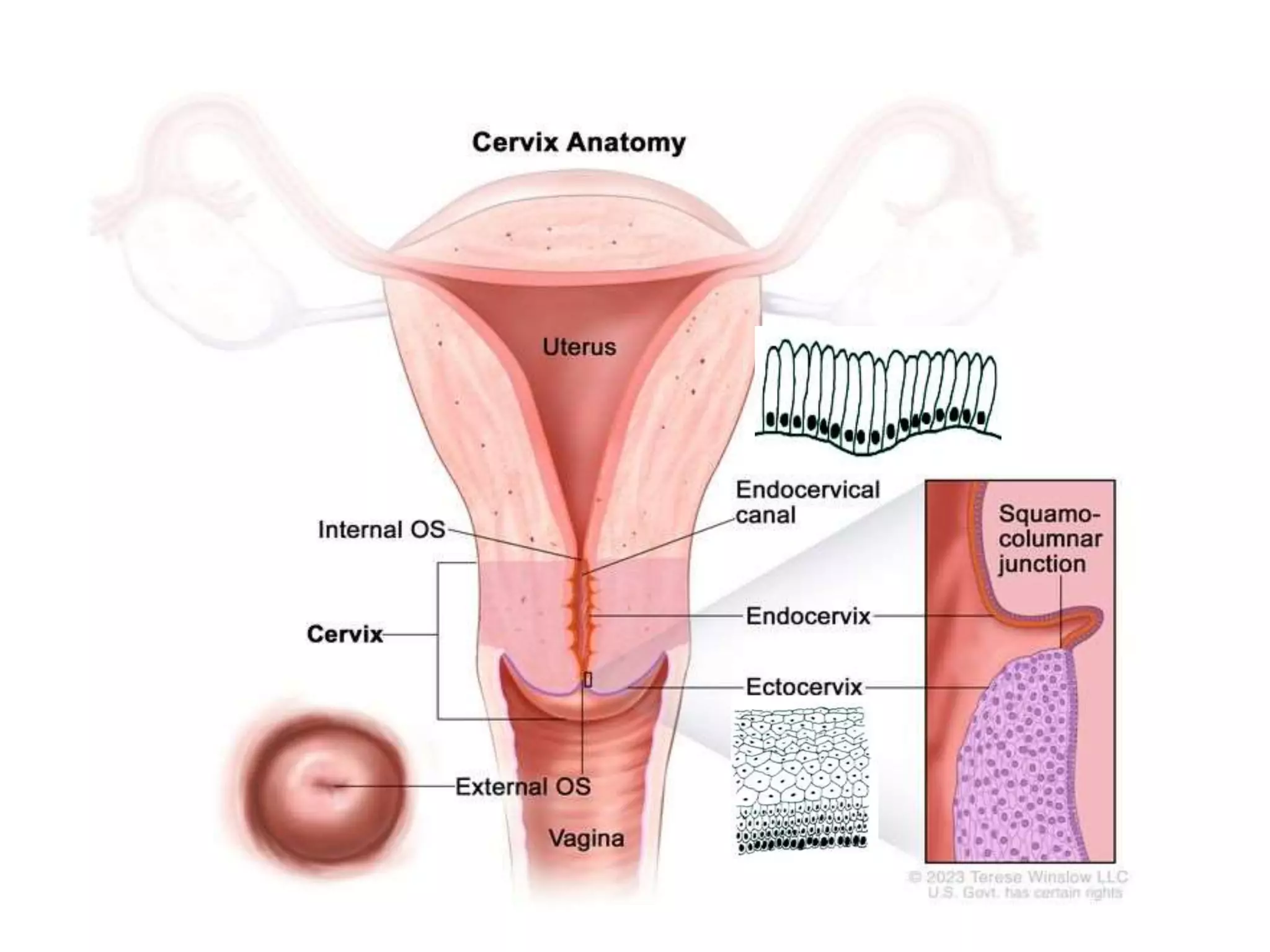 CNE PRESENTATION.pptx