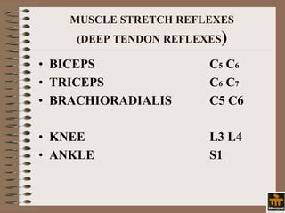 Neurological examination final mbbs m.pptx