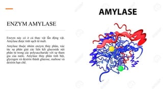 CÔNG NGHỆ ENZYME- THU NHẬN ENZYME TỪ THỰC VẬT.pptx