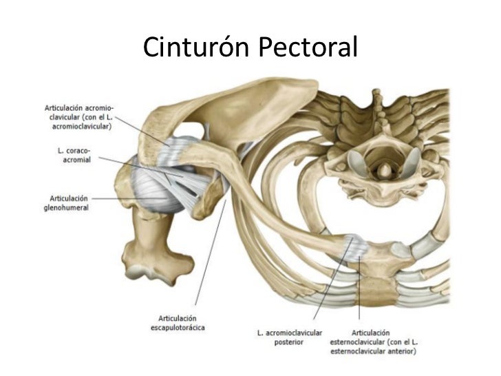 Cíngulo pectoral y hombro 2012 UFT