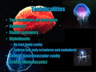 Cnidaria | PPT