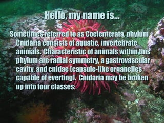 Cnidaria | PPT