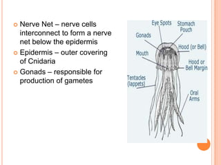 Cnidaria | PPTX