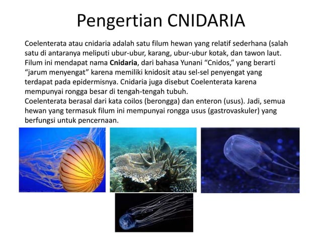 Cnidaria | PPT