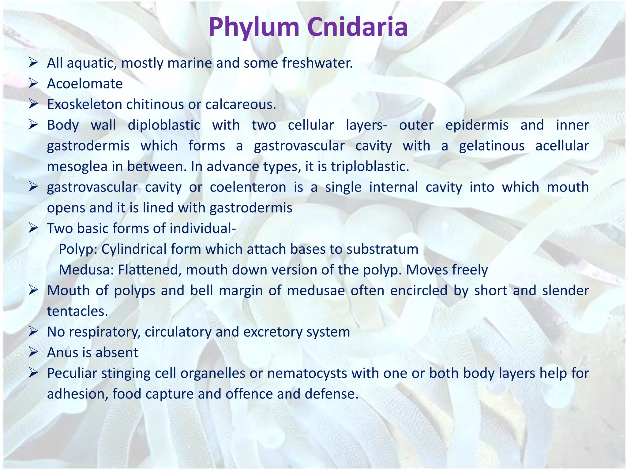 Cnidaria phylum | PDF