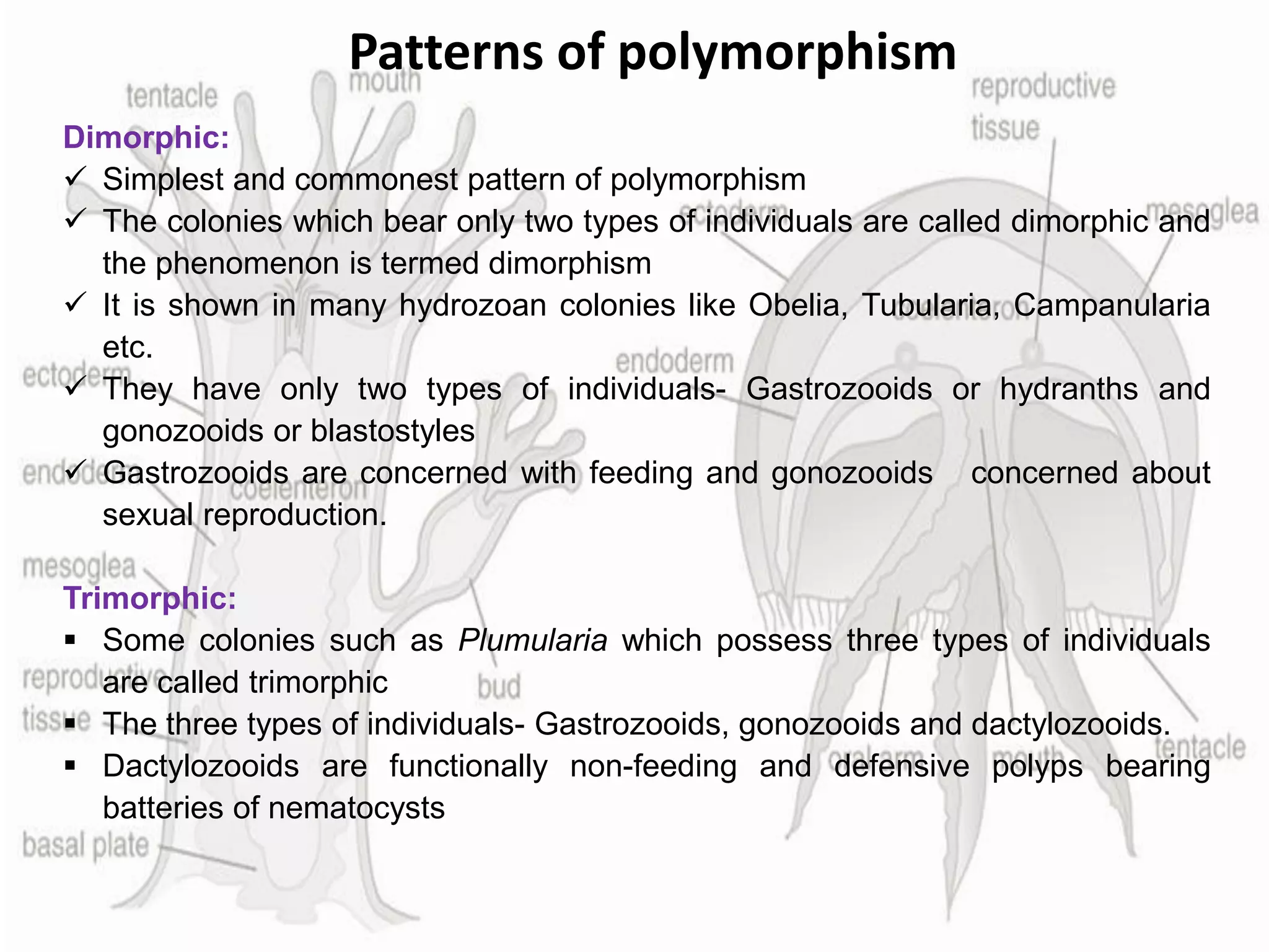 Cnidaria phylum | PDF