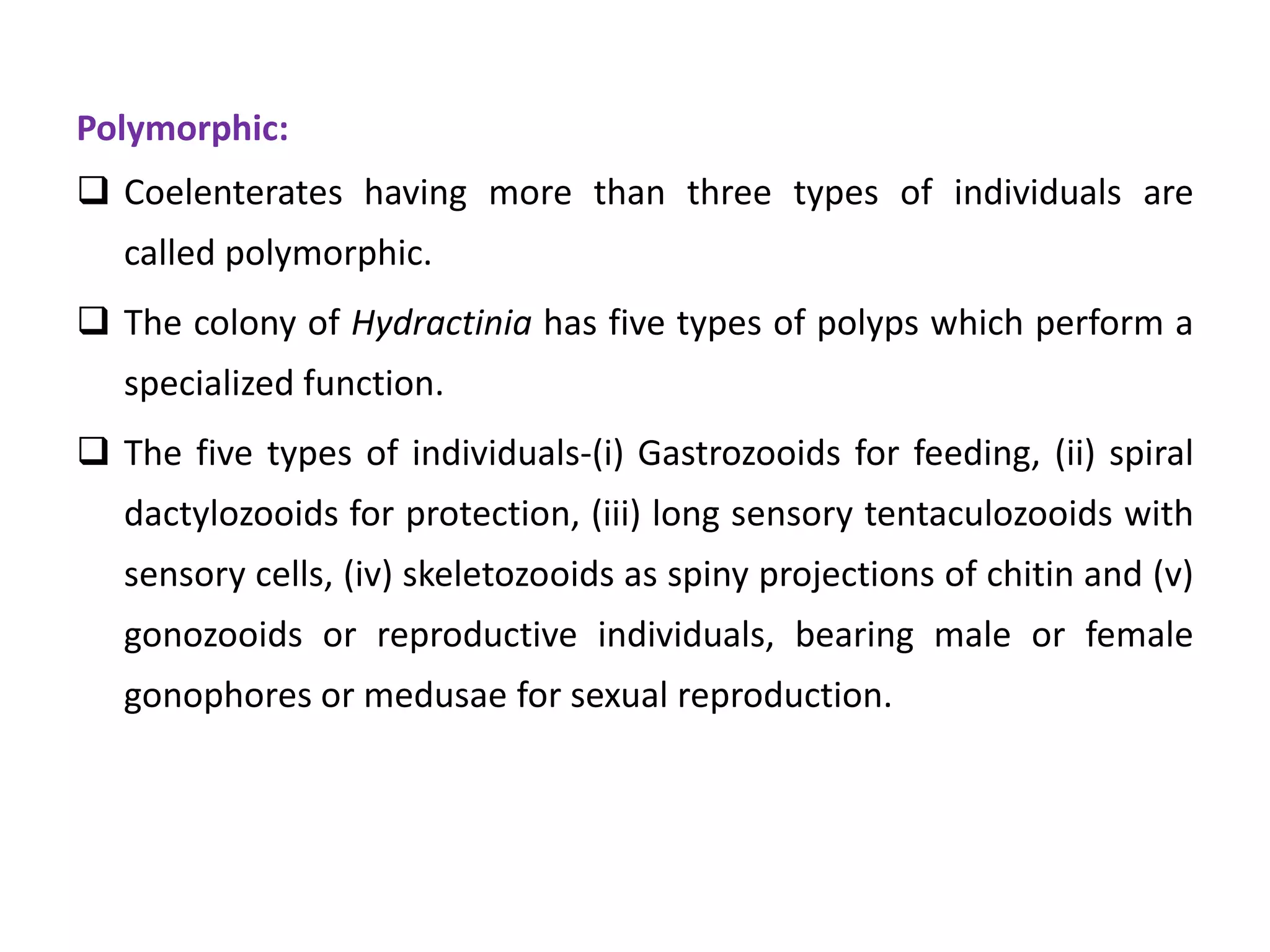Cnidaria phylum | PDF