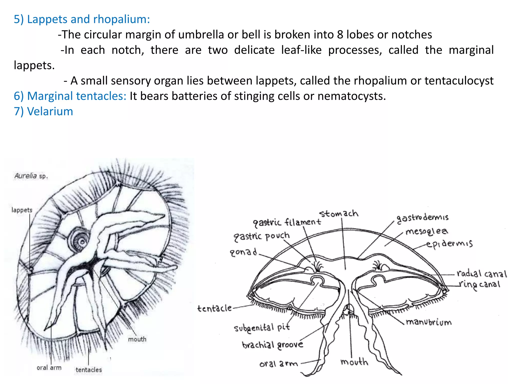 Cnidaria phylum | PDF