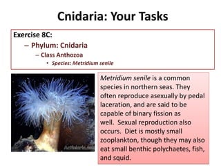 Cnidaria | PPT