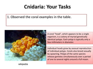 Cnidaria | PPT