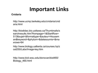 Cnidaria | PPT