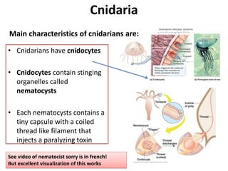 Cnidaria | PPT