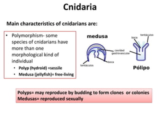Cnidaria | PPT