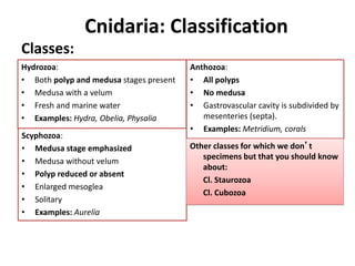 Cnidaria | PPT