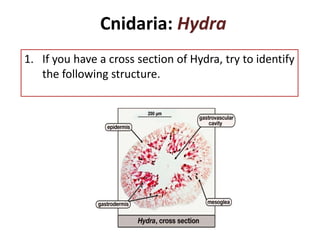 Cnidaria | PPT