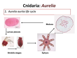 Aurelia Ephyra Slide
