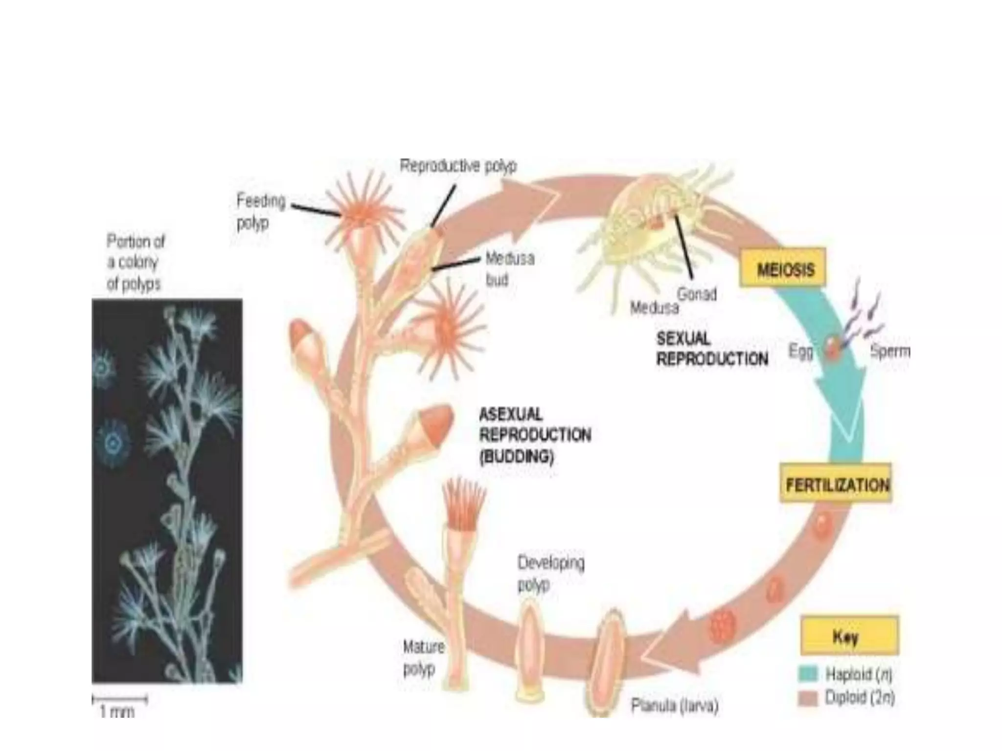 Phylum Cnidaria presentation | PPT