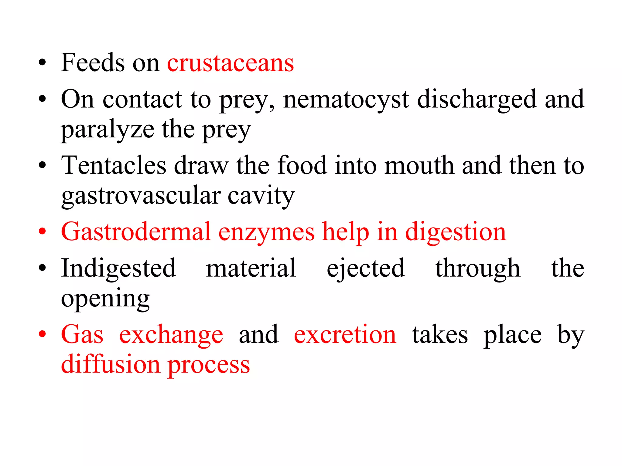 Phylum Cnidaria presentation | PPT