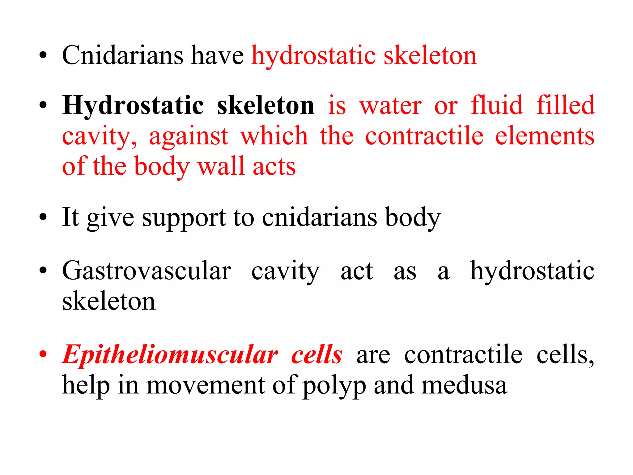 Phylum Cnidaria presentation | PPT