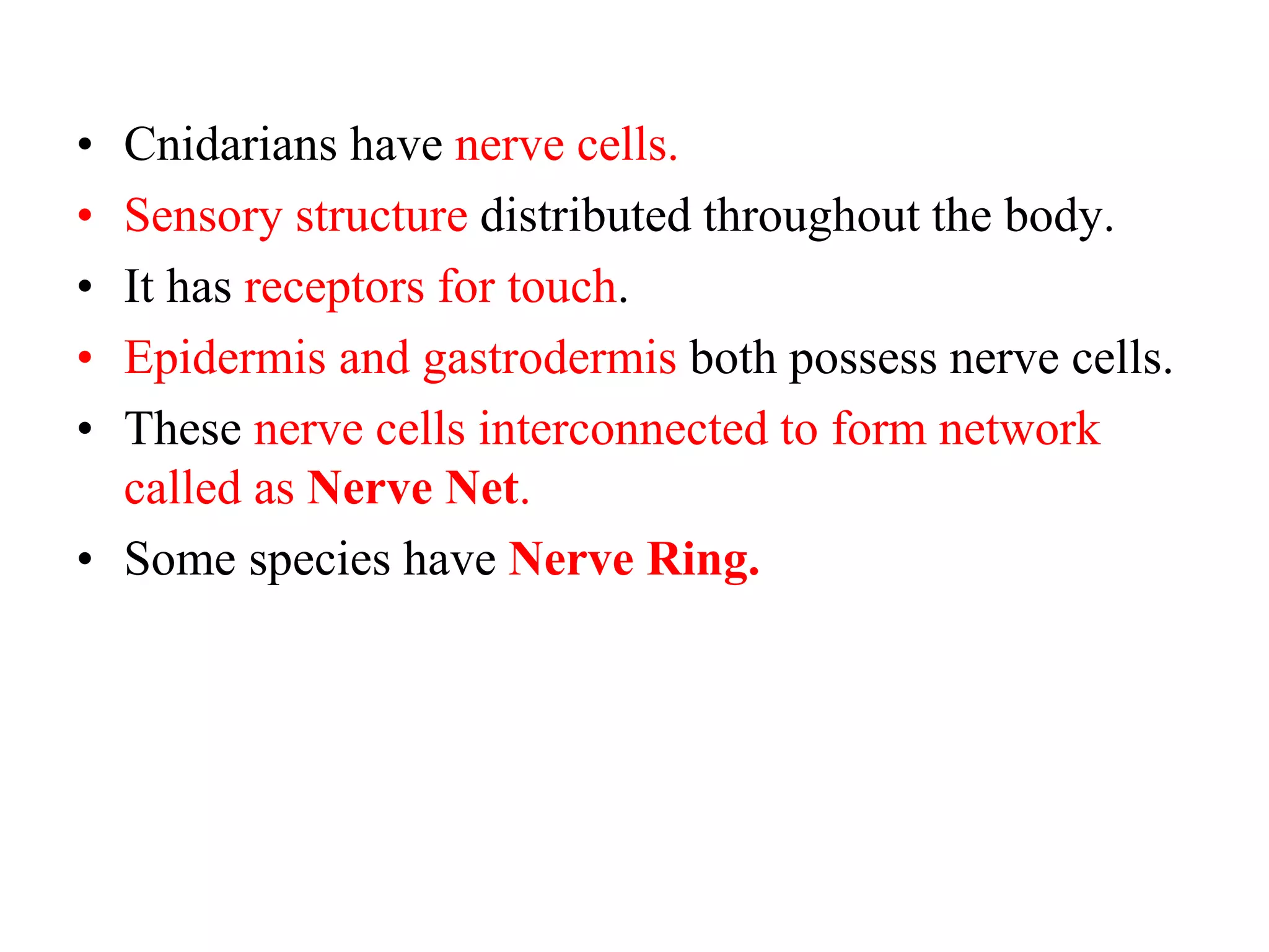 Phylum Cnidaria presentation | PPT