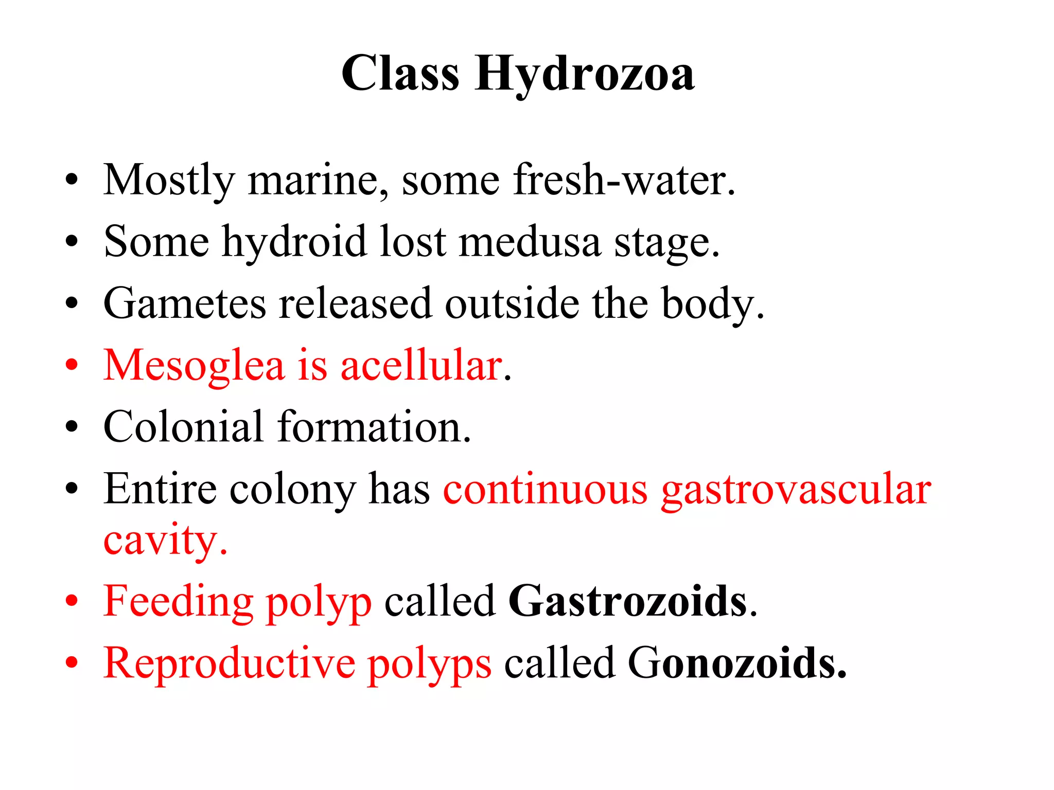 Phylum Cnidaria presentation | PPT