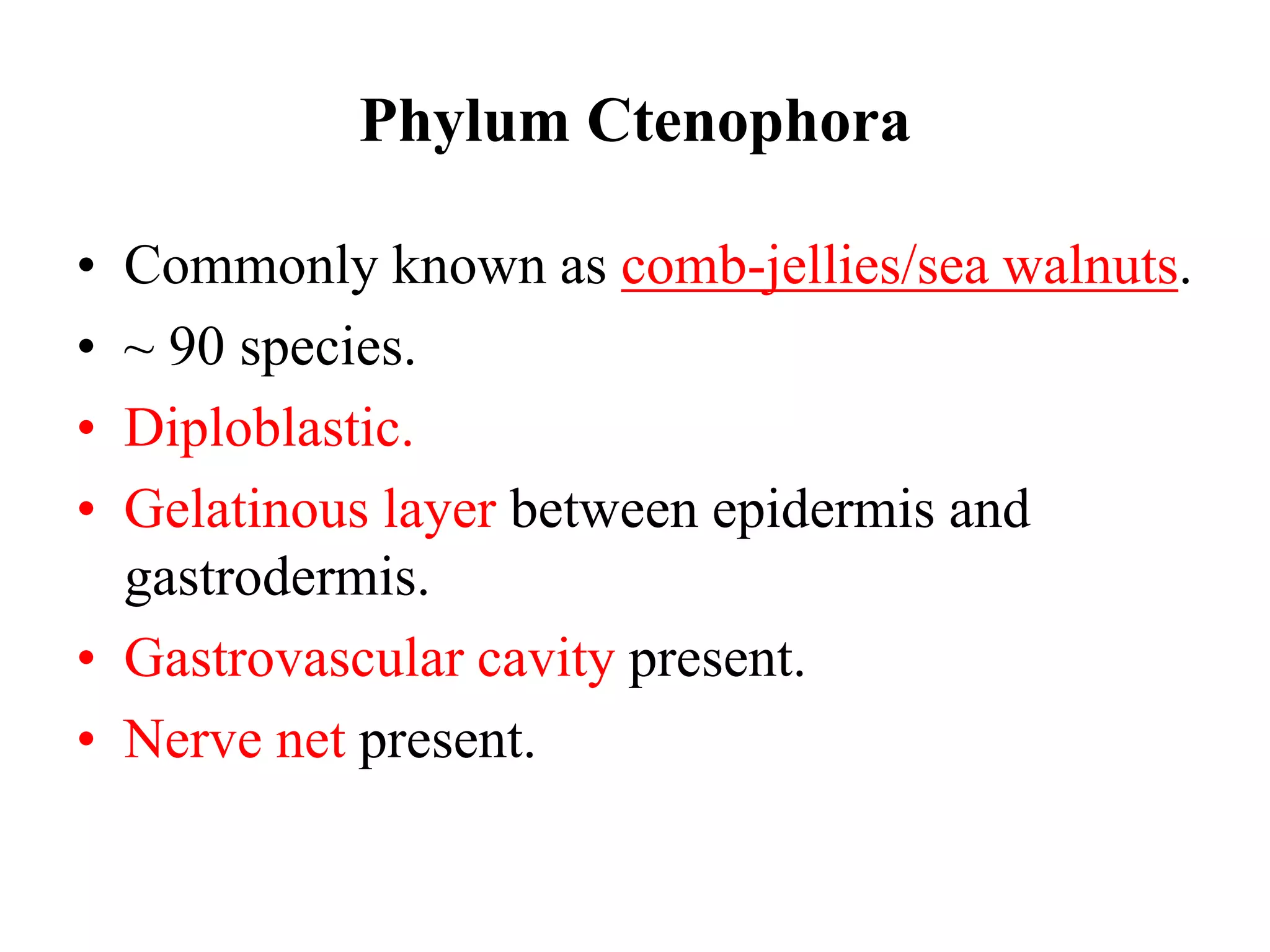 Phylum Cnidaria presentation | PPT