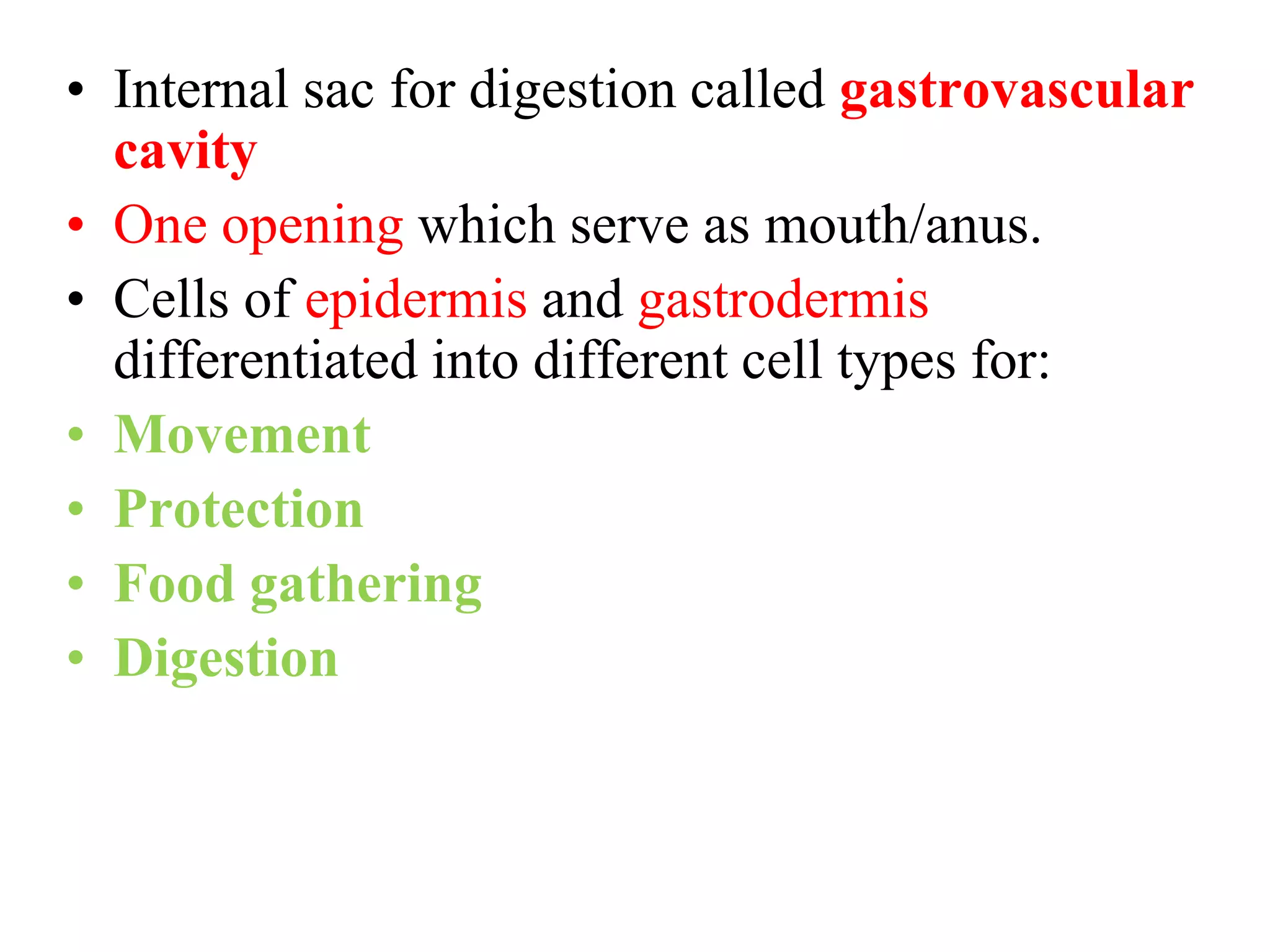 Phylum Cnidaria presentation | PPT